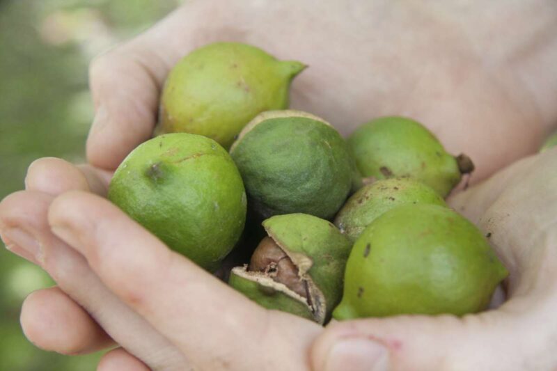 Macadamia, an Aboriginal Delicacy - Two Fat Blokes